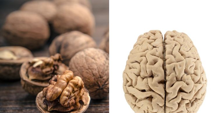 16 Foods That Look Like The Body Part They're Good For - Forkly