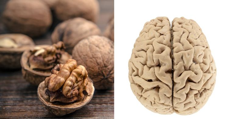 16 Foods That Look Like The Body Part They're Good For - Forkly