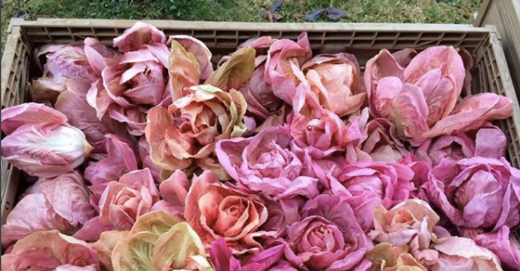 Food Trend: Pink Lettuce - Forkly