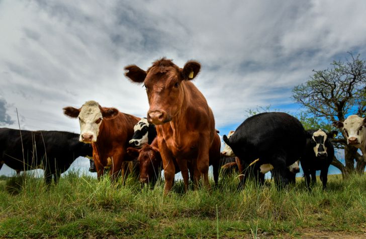 Common Food Label Buzzwords: What They Really Mean - Forkly